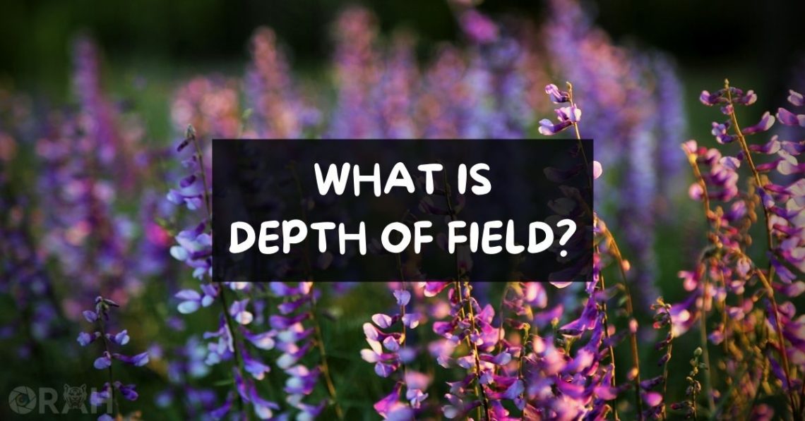 What Is Depth of Field In Photography? (Explained) - Orah Co