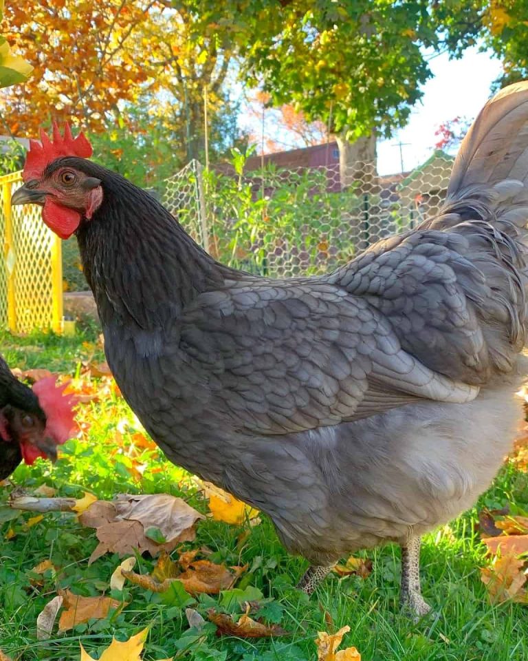 Sapphire Gem Chicken – The Stunning Backyard Beauty Taking the Poultry ...