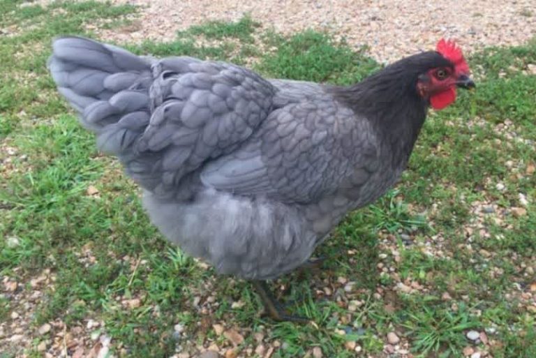 Sapphire Gem Chicken – The Stunning Backyard Beauty Taking the Poultry ...